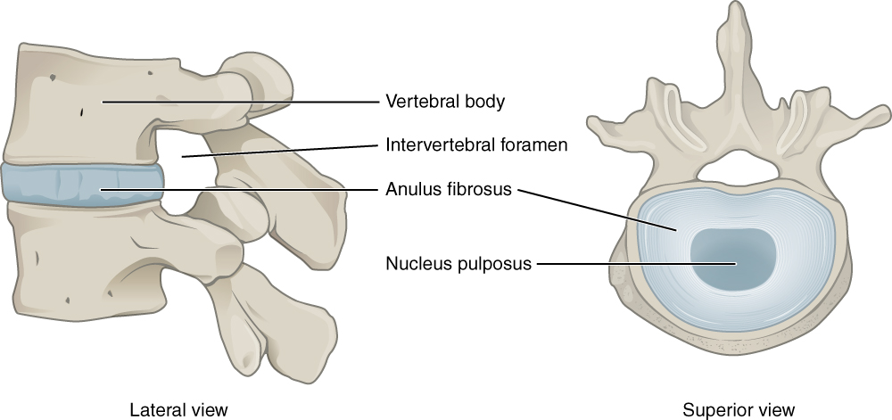 Disco Intervertebrale: Anatomia e Biomeccanica | La Scienza in palestra