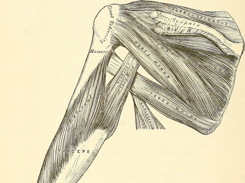 Grande Rotondo: anatomia e biomeccanica | La Scienza in palestra