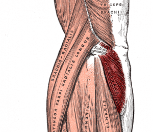 Il ruolo del muscolo anconeo | La Scienza in palestra