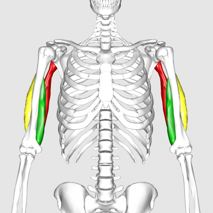 French press: come si esegue? | La Scienza in palestra