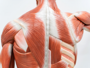 Muscoli Schiena: La guida completa | La Scienza in palestra