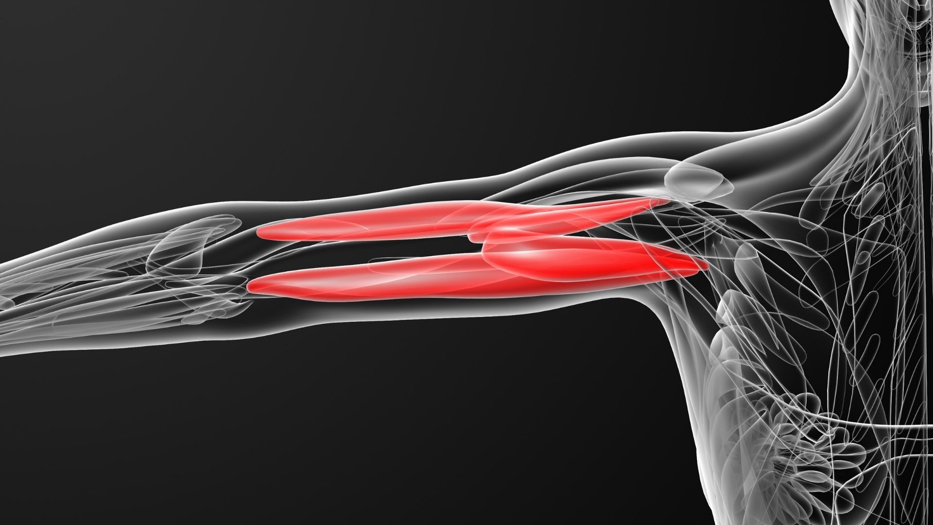 Anatomia Dei Muscoli Del Braccio